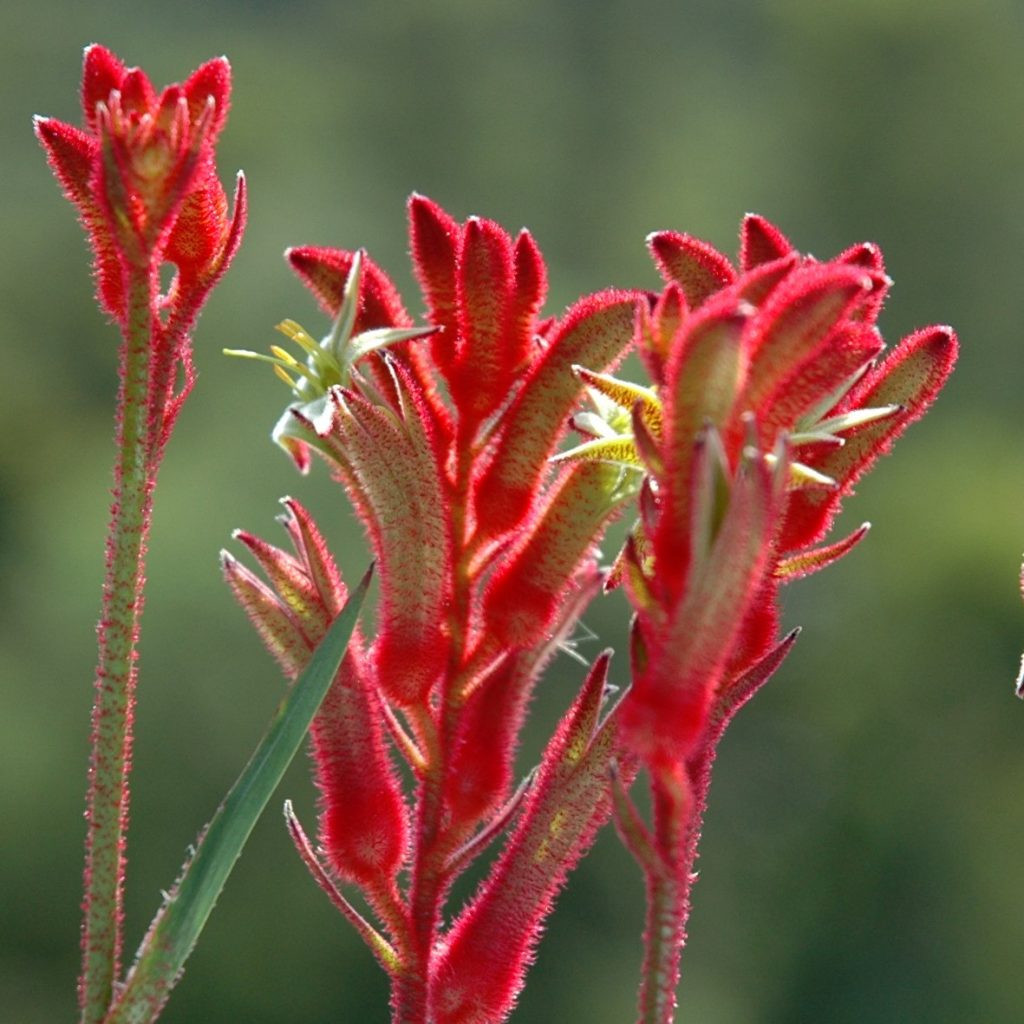 Anigozanthos Bush Gem Ballad – Marathon Plants