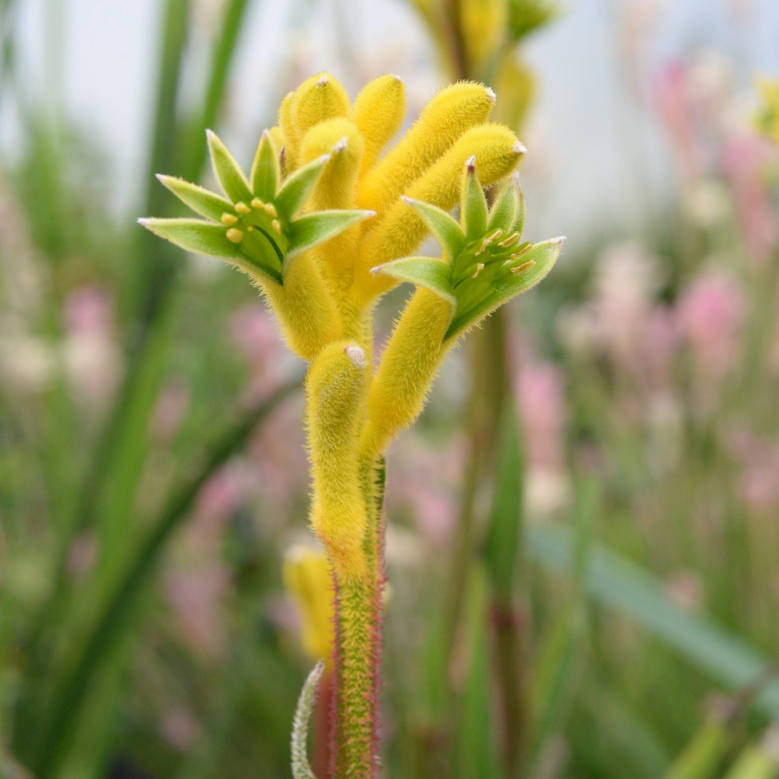 Anigozanthos Bush Gem Bonanza – Marathon Plants