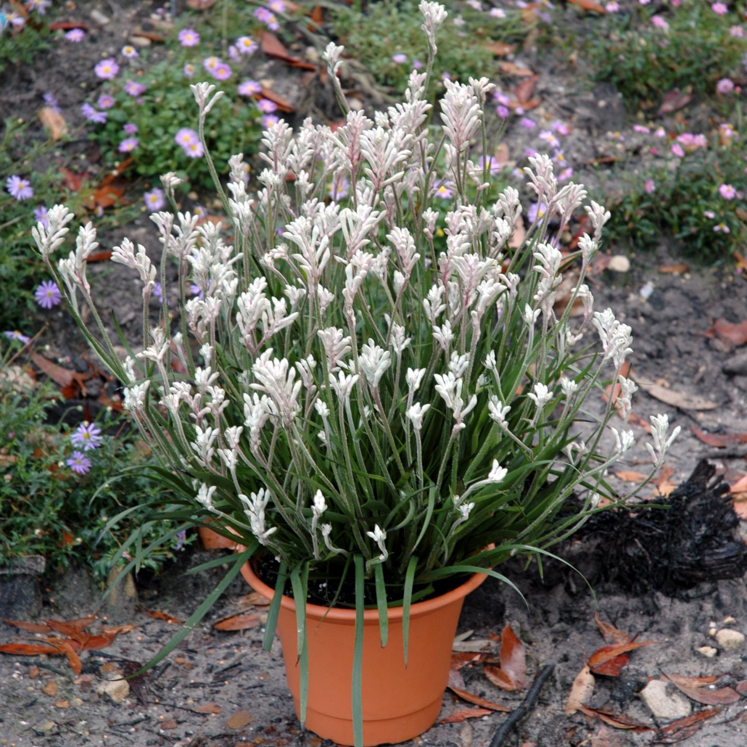 Anigozanthos Bush Gem Diamond – Marathon Plants