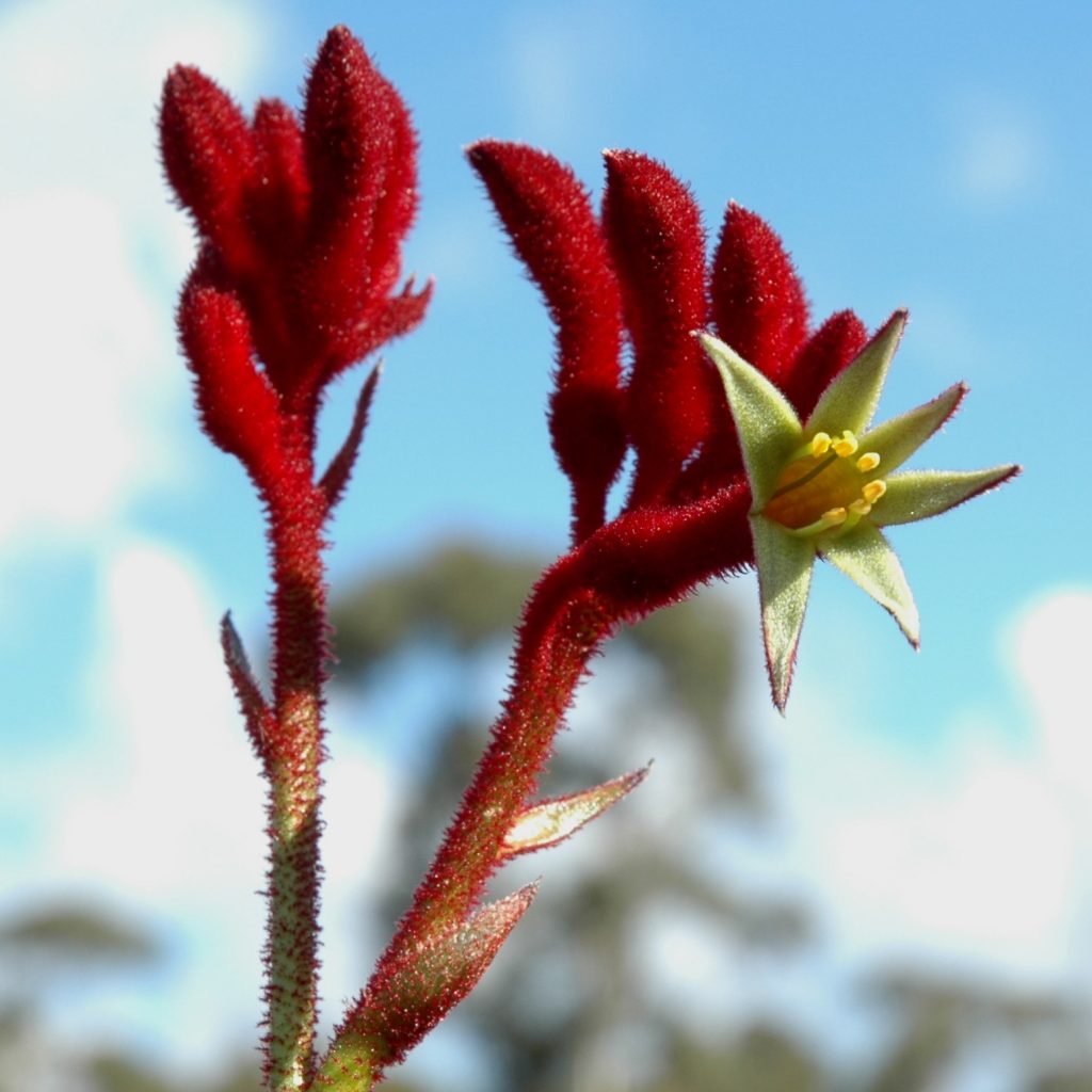 Anigozanthos Fury – Marathon Plants