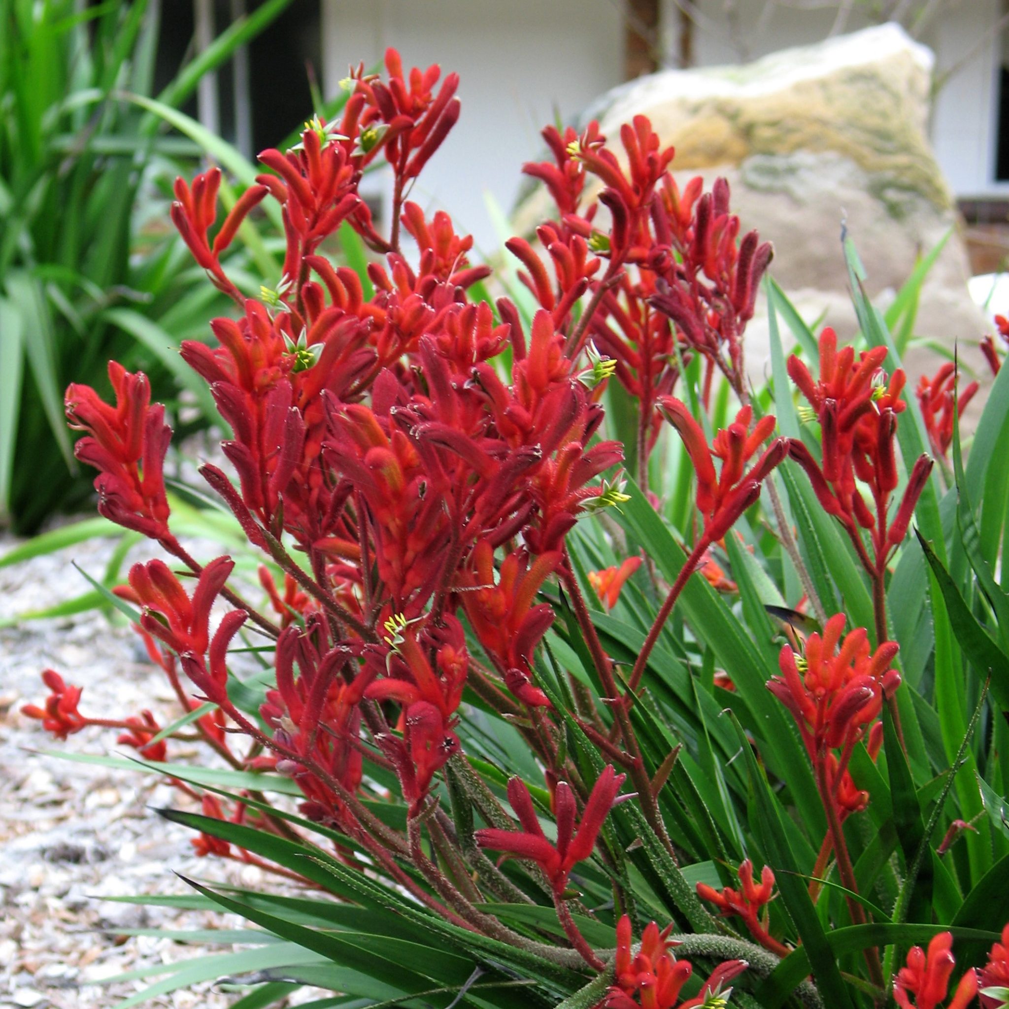 Anigozanthos Bush Gem Inferno – Marathon Plants