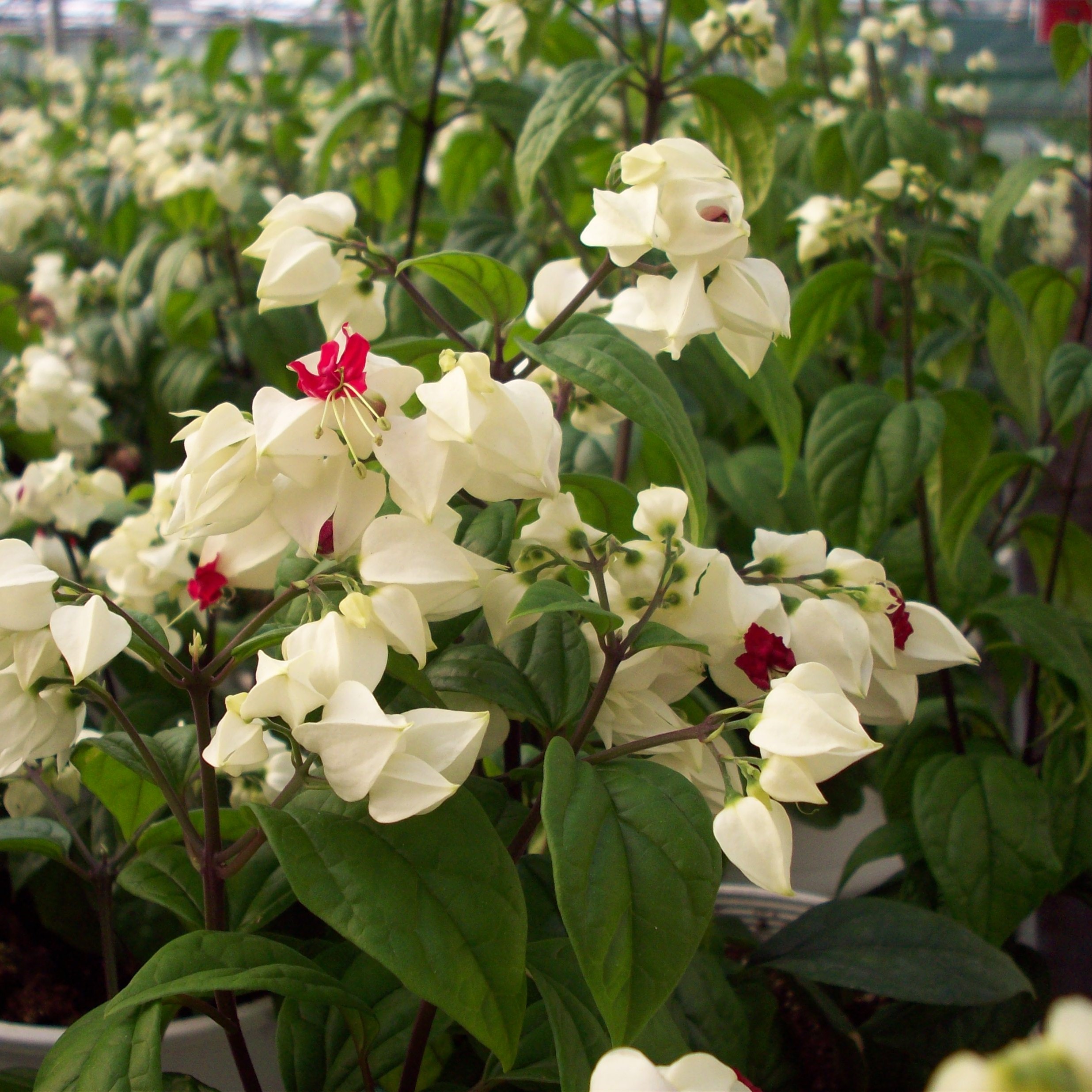Clerodendrum – Marathon Plants