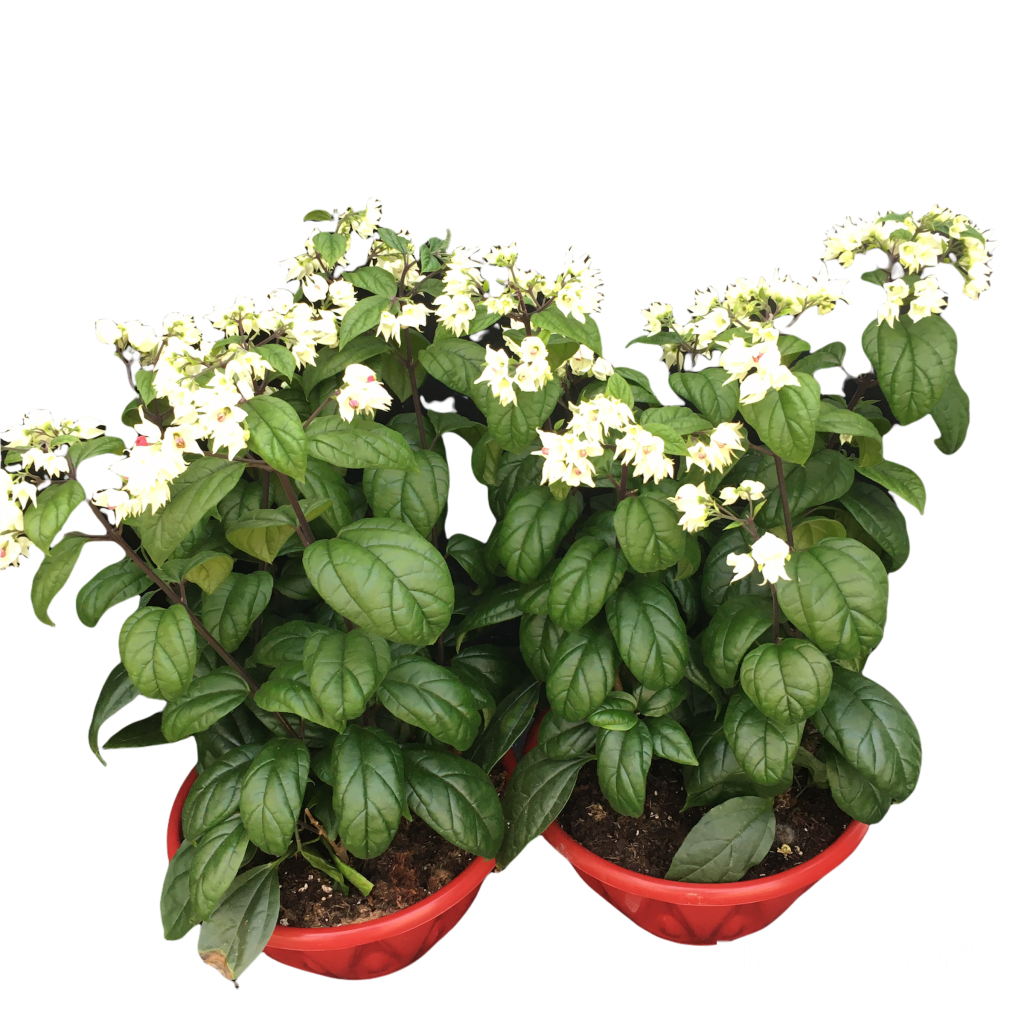 Clerodendrum – Marathon Plants