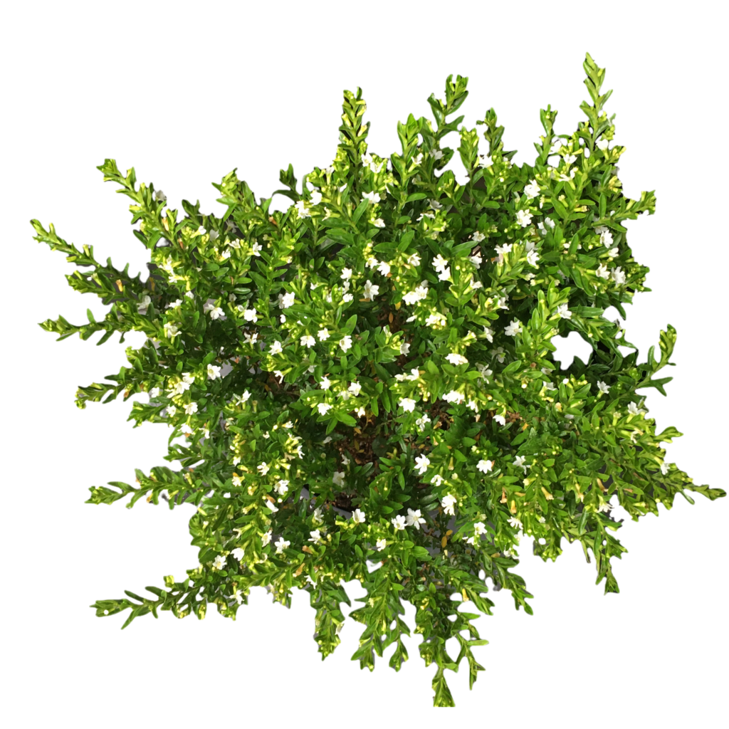 Cuphea – Marathon Plants