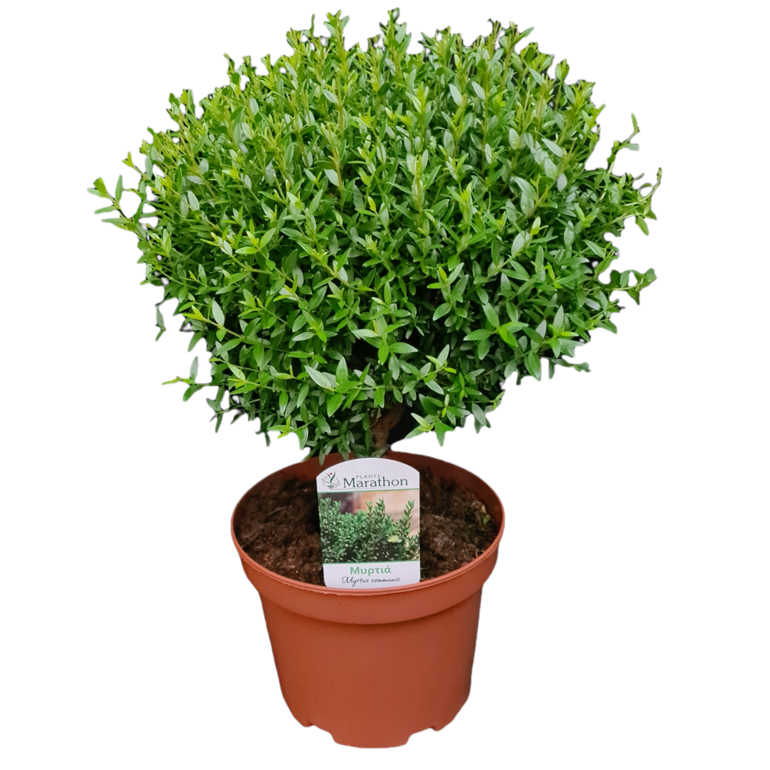 Μυρτιά – Marathon Plants