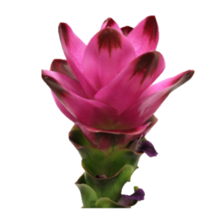 Curcuma Siam Splash – Marathon Plants