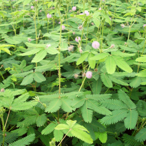 Mimosa Touch me Not – Marathon Plants