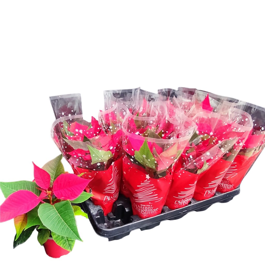 Poinsettia – Marathon Plants