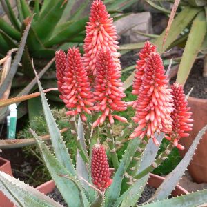 Aloe ‘Ember’ – Marathon Plants