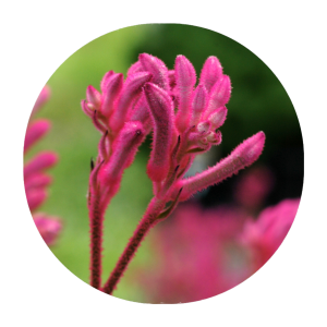 History – Marathon Plants