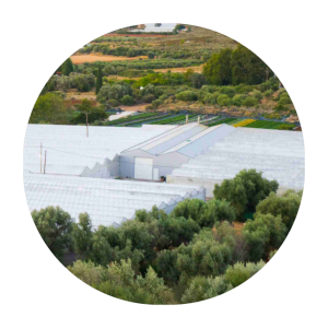 History – Marathon Plants