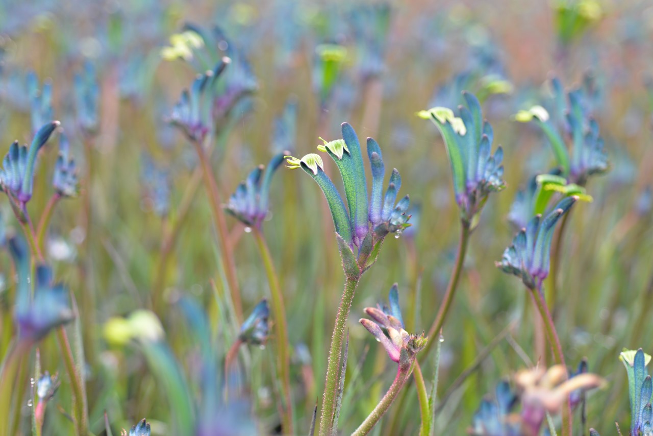 Articles – Marathon Plants