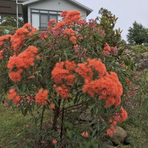 Corymbia ‘Baby Orange’ – Marathon Plants