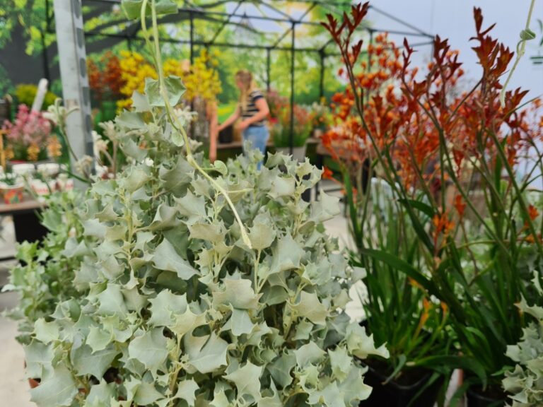 Atriplex Silver Holy: The Ultimate Guide for Professional Growers and ...