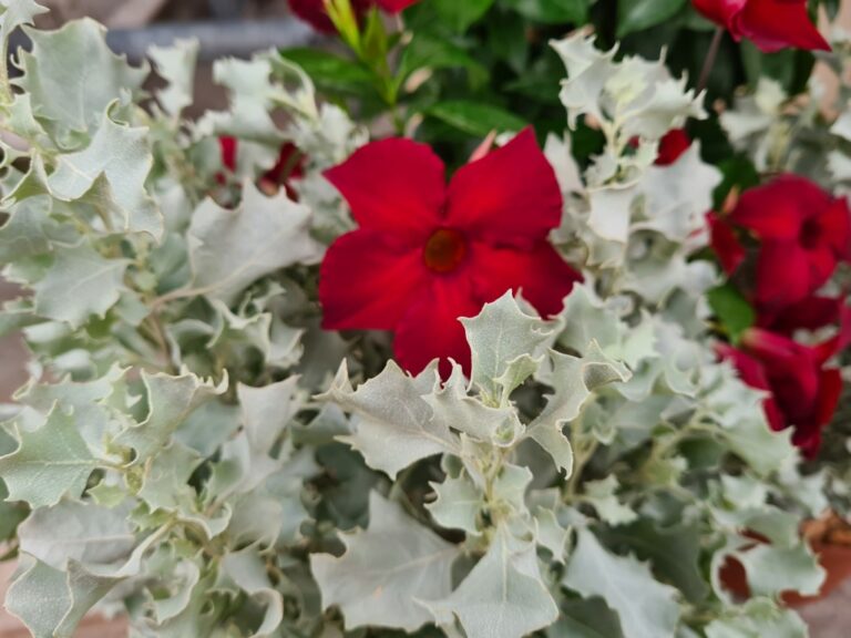 Atriplex – Marathon Plants