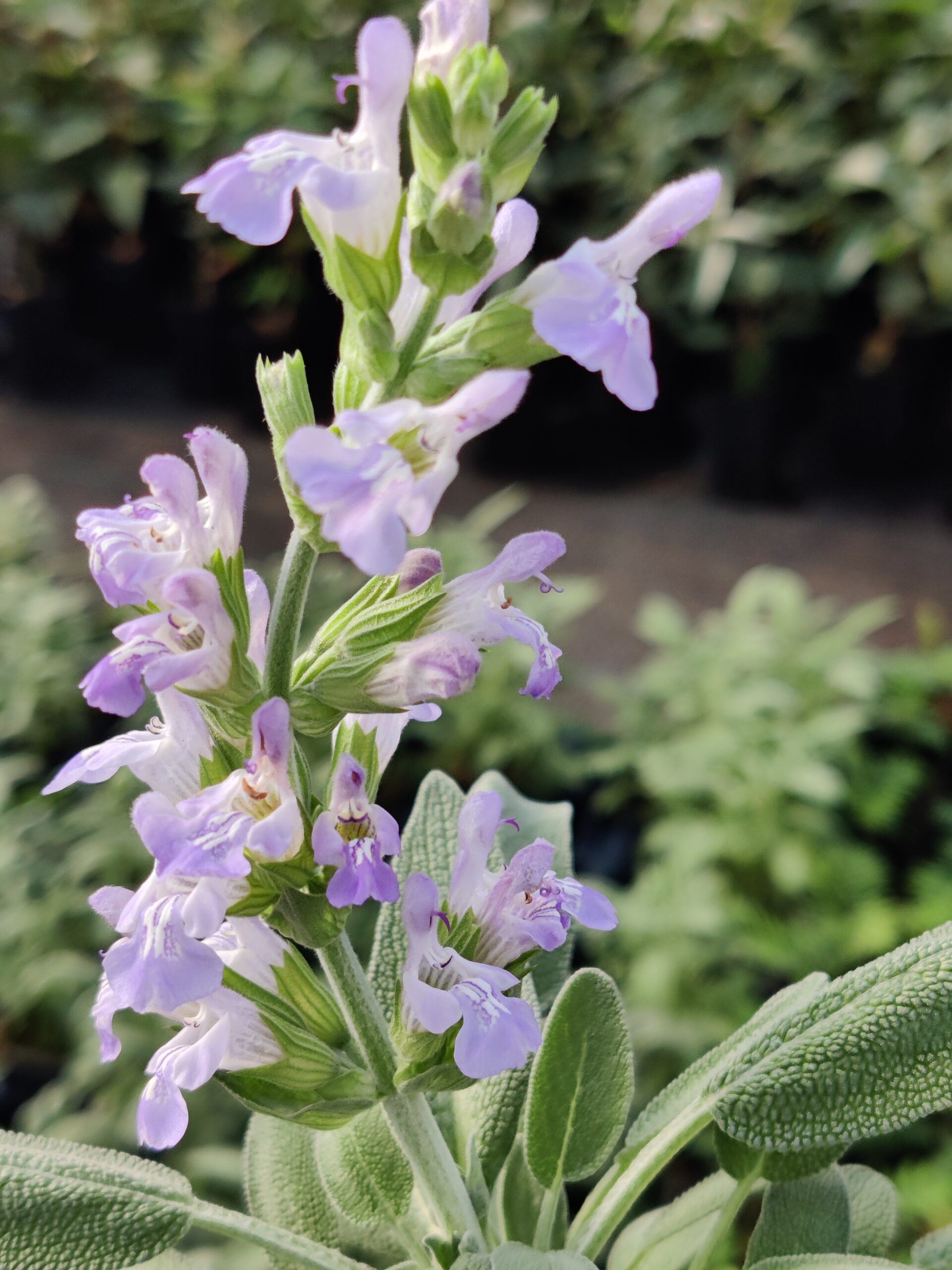 Salvias: Versatile, Beautiful, and Valuable Plants – Marathon Plants